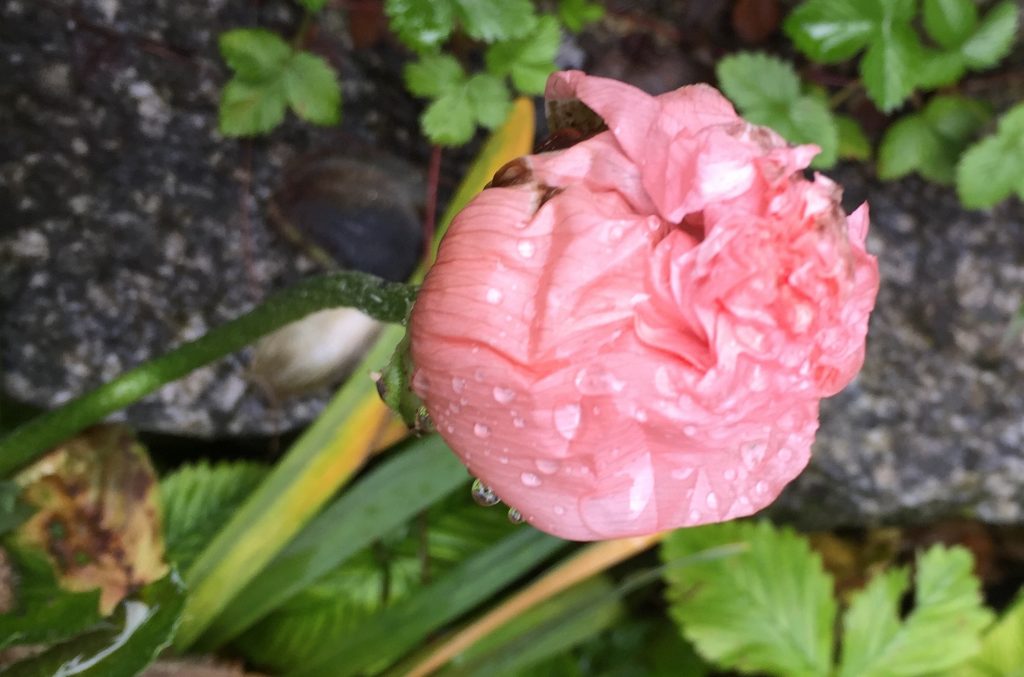 The Flowering of America? - Earthuni